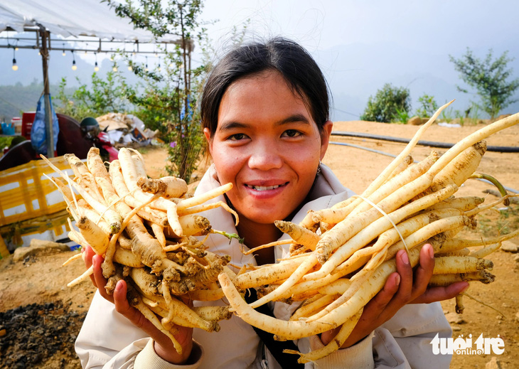 Le ginseng de montagne Ngoc Linh figure parmi des centaines de délices de classe mondiale ...