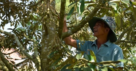 30 durians rapportent plus de 1.000 XNUMX cocotiers - Vietnam.vn