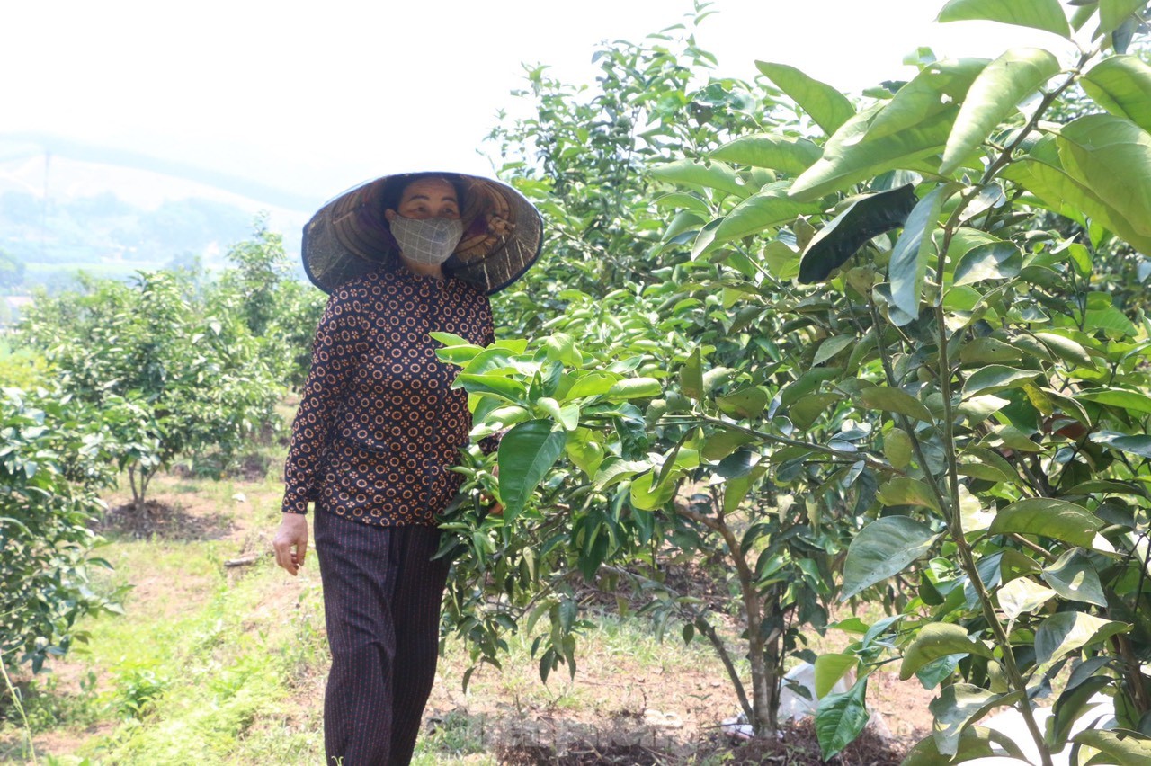 At peak heat, farmers struggle to 'make rain' to fight drought for crops - Vietnam.vn