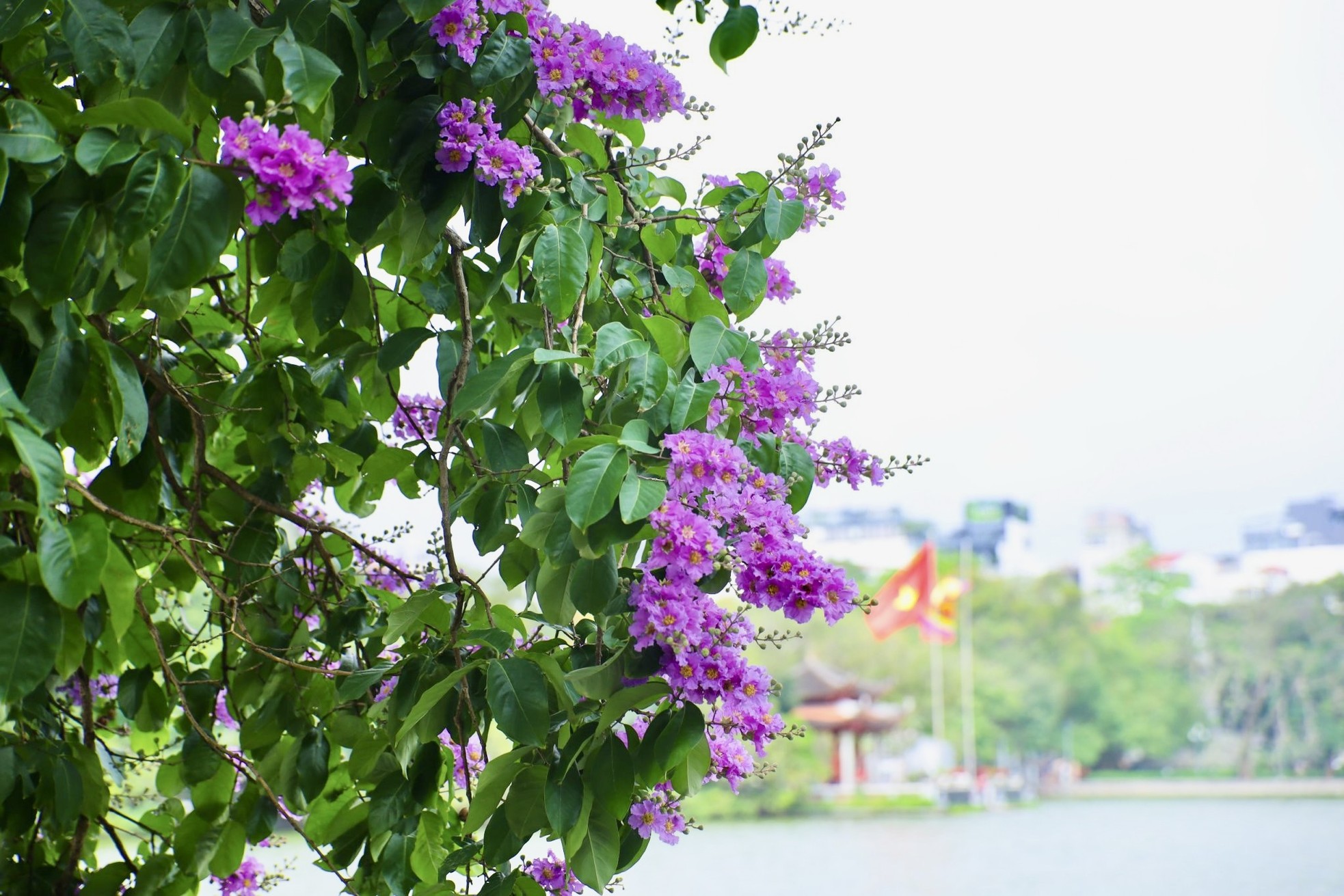 Polyscias fruticosa flowers dye purple in Hanoi streets - Vietnam.vn