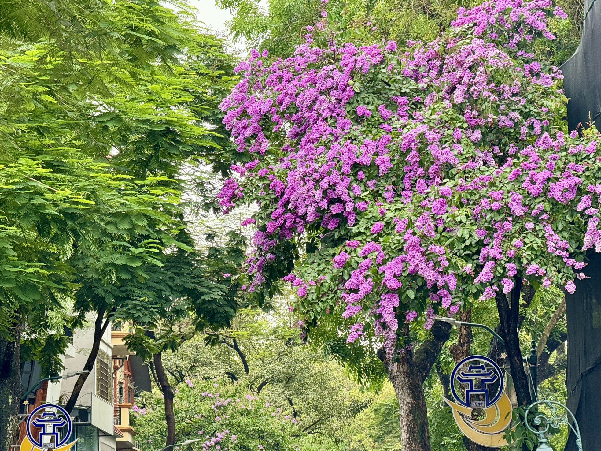 Polyscias fruticosa flowers dye purple in Hanoi streets - Vietnam.vn