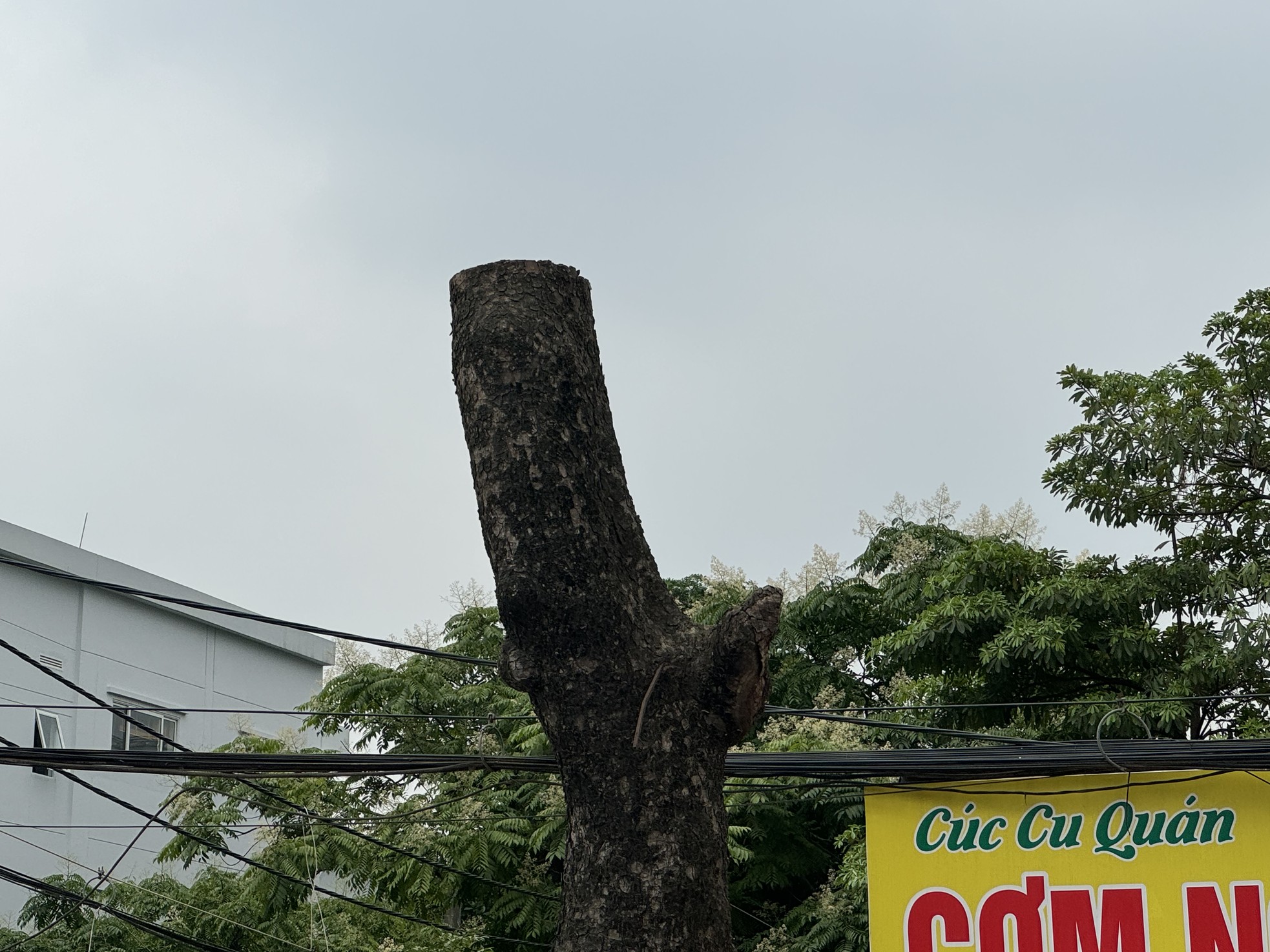 Hàng xà cừ cổ thụ buộc phải cắt ngọn, đánh chuyển trên đường 70 kéo dài ...