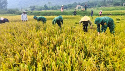 Ruc people in Minh Hoa have a good rice harvest - Vietnam.vn