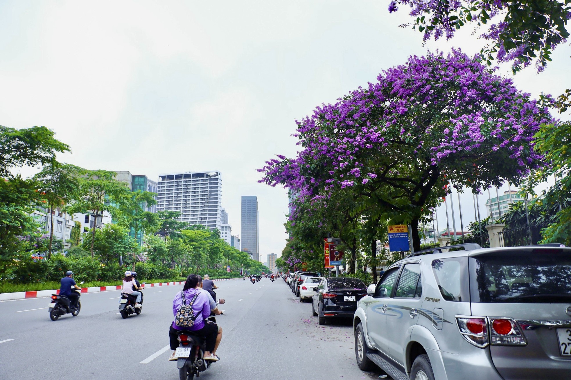 Polyscias fruticosa flowers dye purple in Hanoi streets - Vietnam.vn